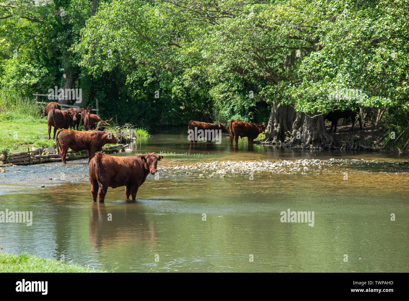 English cows in river hi-res stock photography and images - Alamy