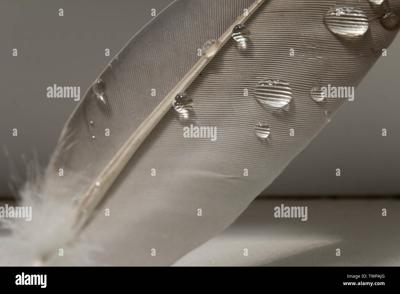 Feather And Water Drops .Macro photography of water drops on a bird`s ...