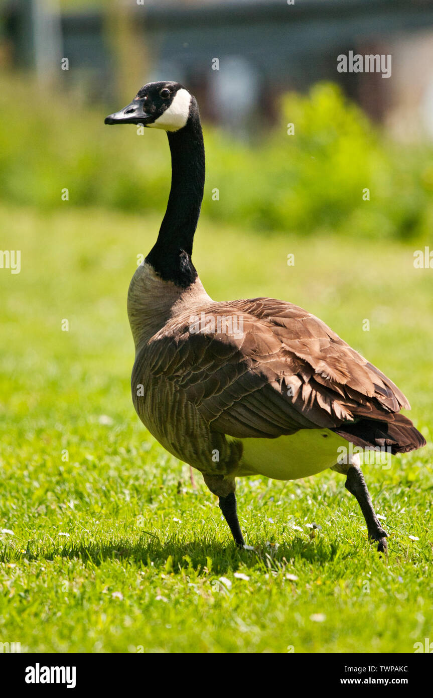 Birds in wildlife-Branta canadensis-Canada goose-Bernache du Canada ...