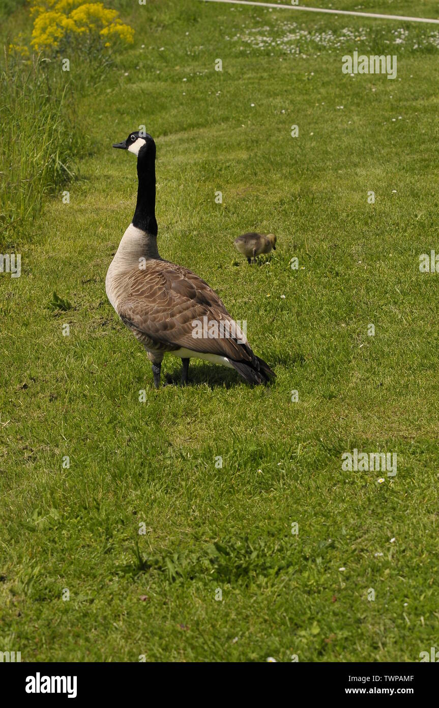 Birds in wildlife-Branta canadensis-Canada goose-Bernache du Canada ...