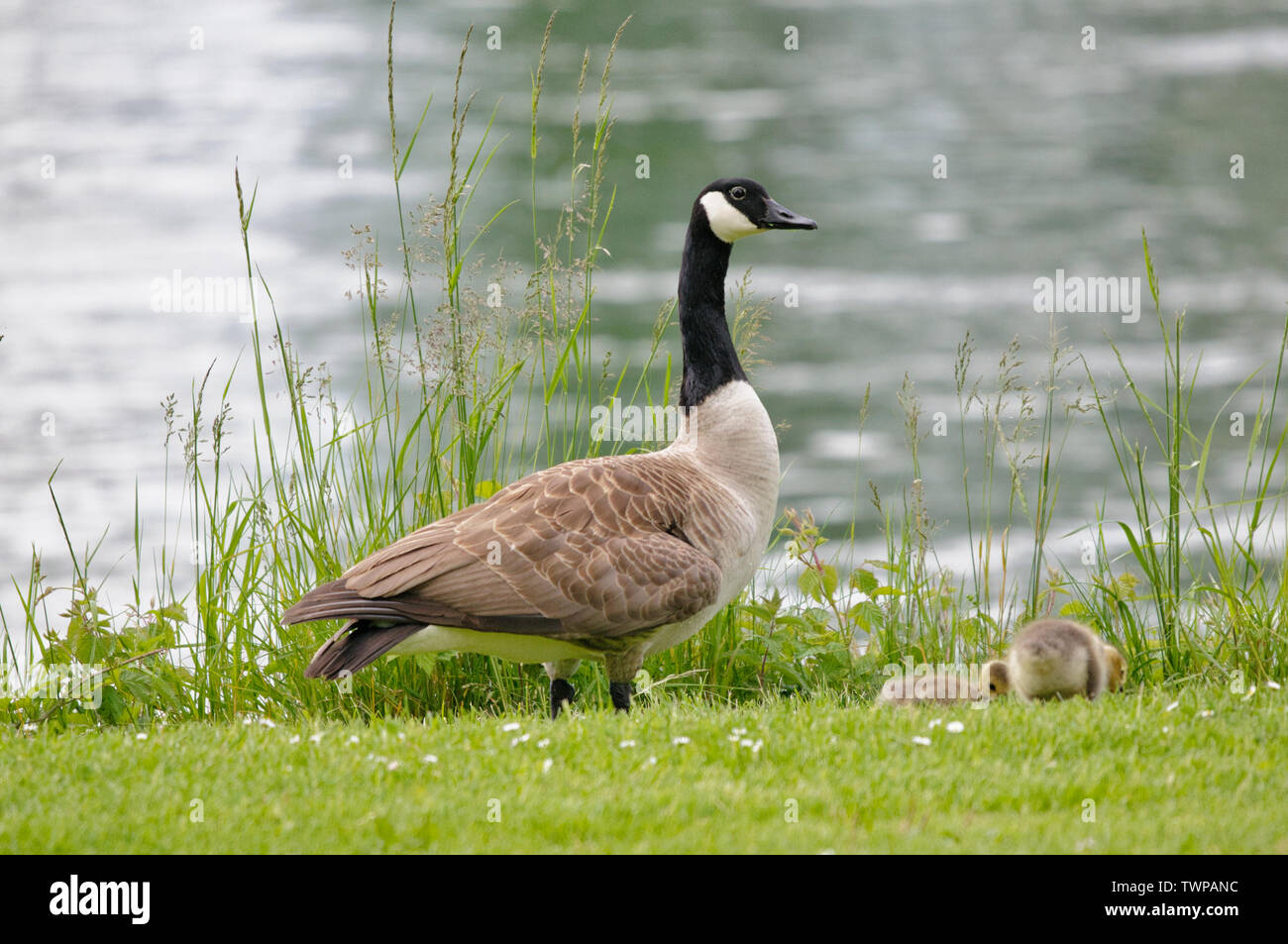 Birds in wildlife-Branta canadensis-Canada goose-Bernache du Canada ...