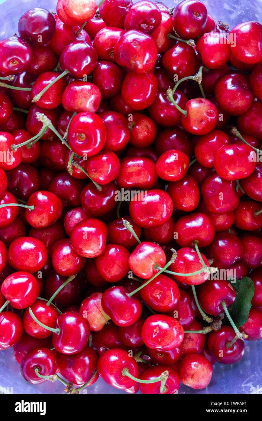 Organic cherries picked straight from the garden Stock Photo - Alamy