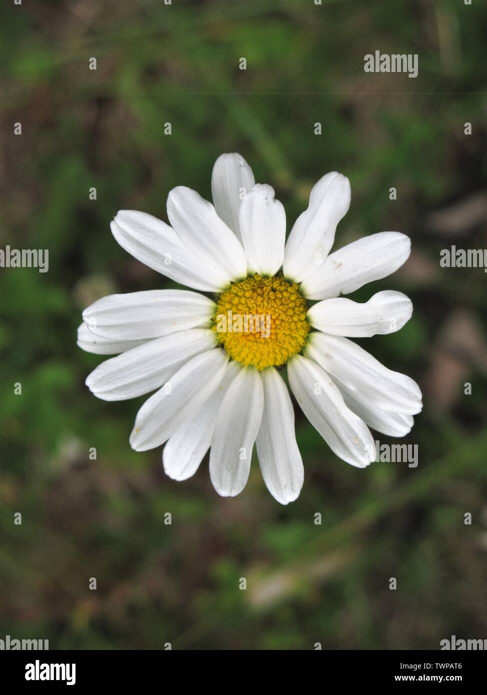 Yellow daisy centers hi-res stock photography and images - Alamy