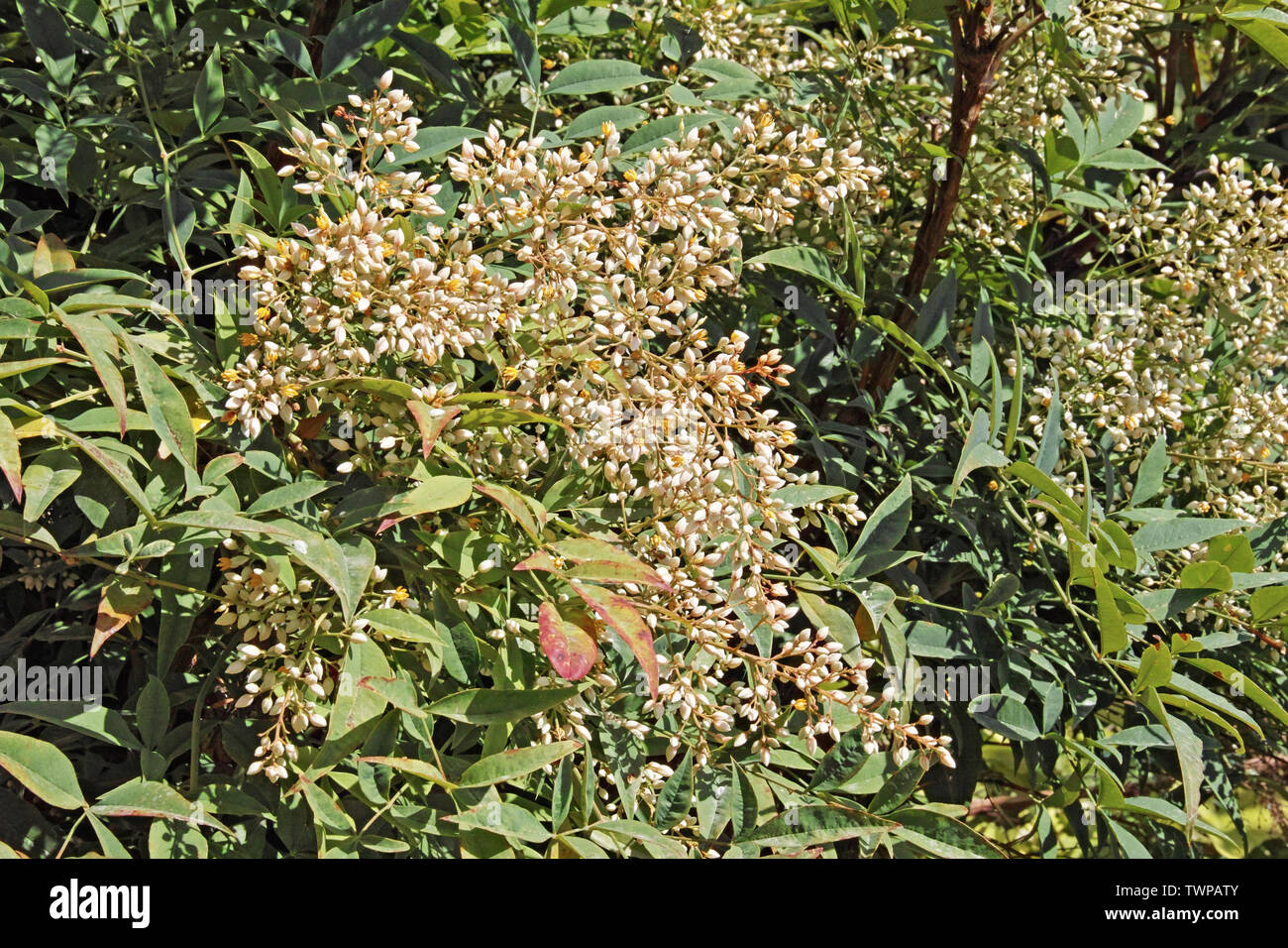 Heavenly bamboo hi-res stock photography and images - Alamy