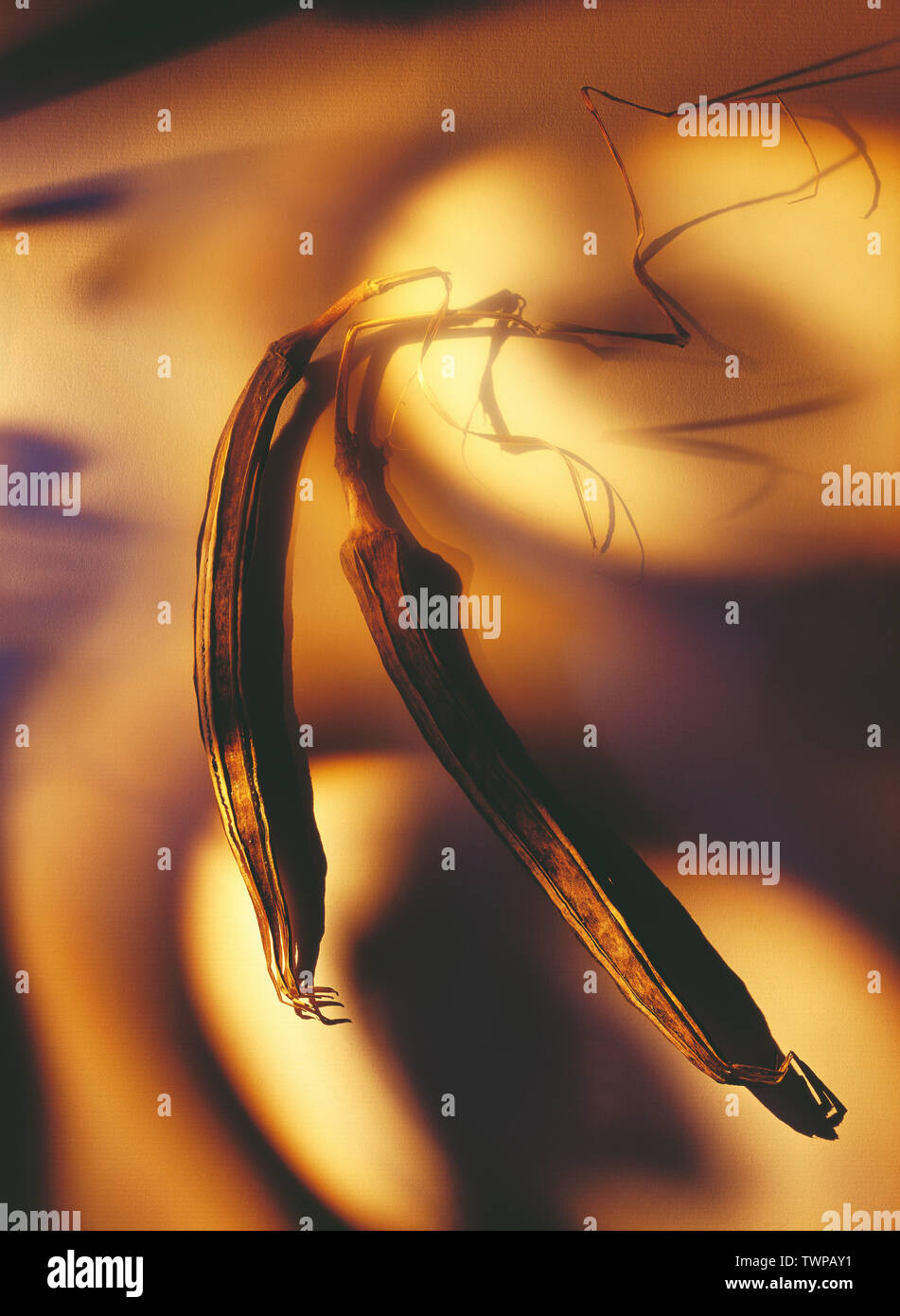 A STILL LIFE OF DRY OKRA , LIGHT PAINTING USED Stock Photo - Alamy