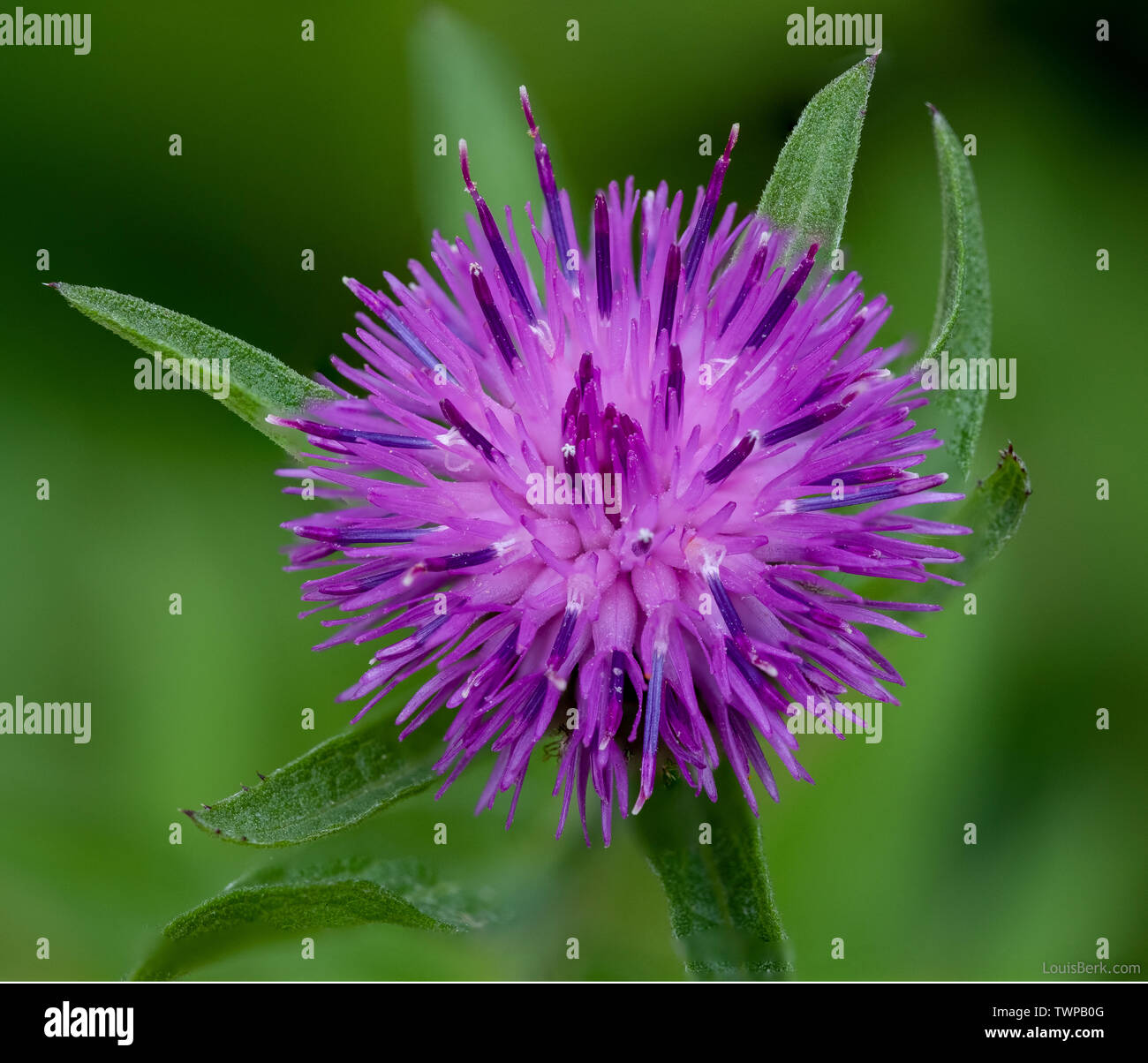 Greater Knapweed in flower Stock Photo - Alamy
