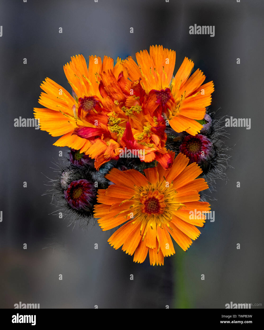 Pilosella aurantiaca - Fox-and-cubs flower Stock Photo - Alamy