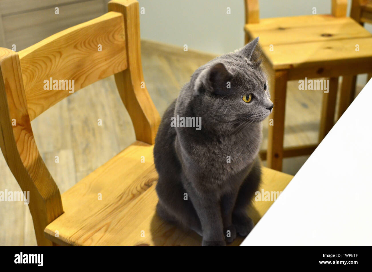 Gray shorthair cat sits on a wooden chair at the table in the dining ...