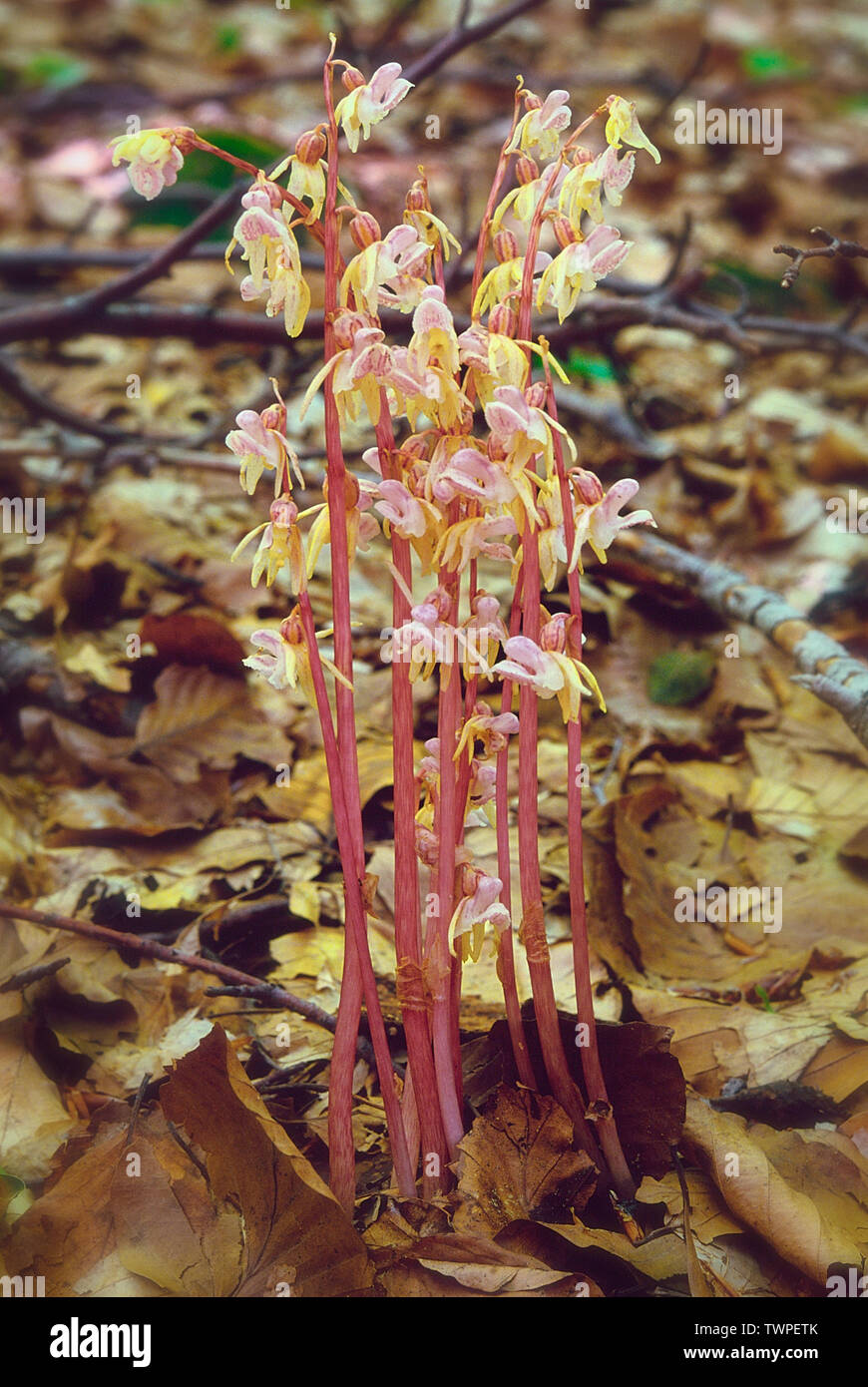 Ghost orchid (Epipogium aphyllum). wild saprophytic orchid Stock Photo ...