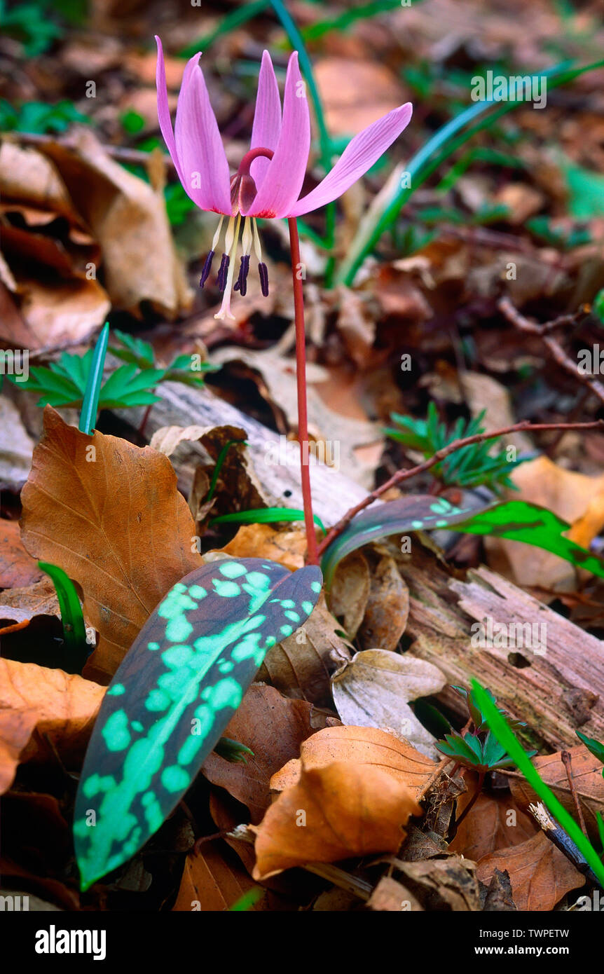 dog's tooth violet (Erythronium dens-canis). wild flower Stock Photo ...