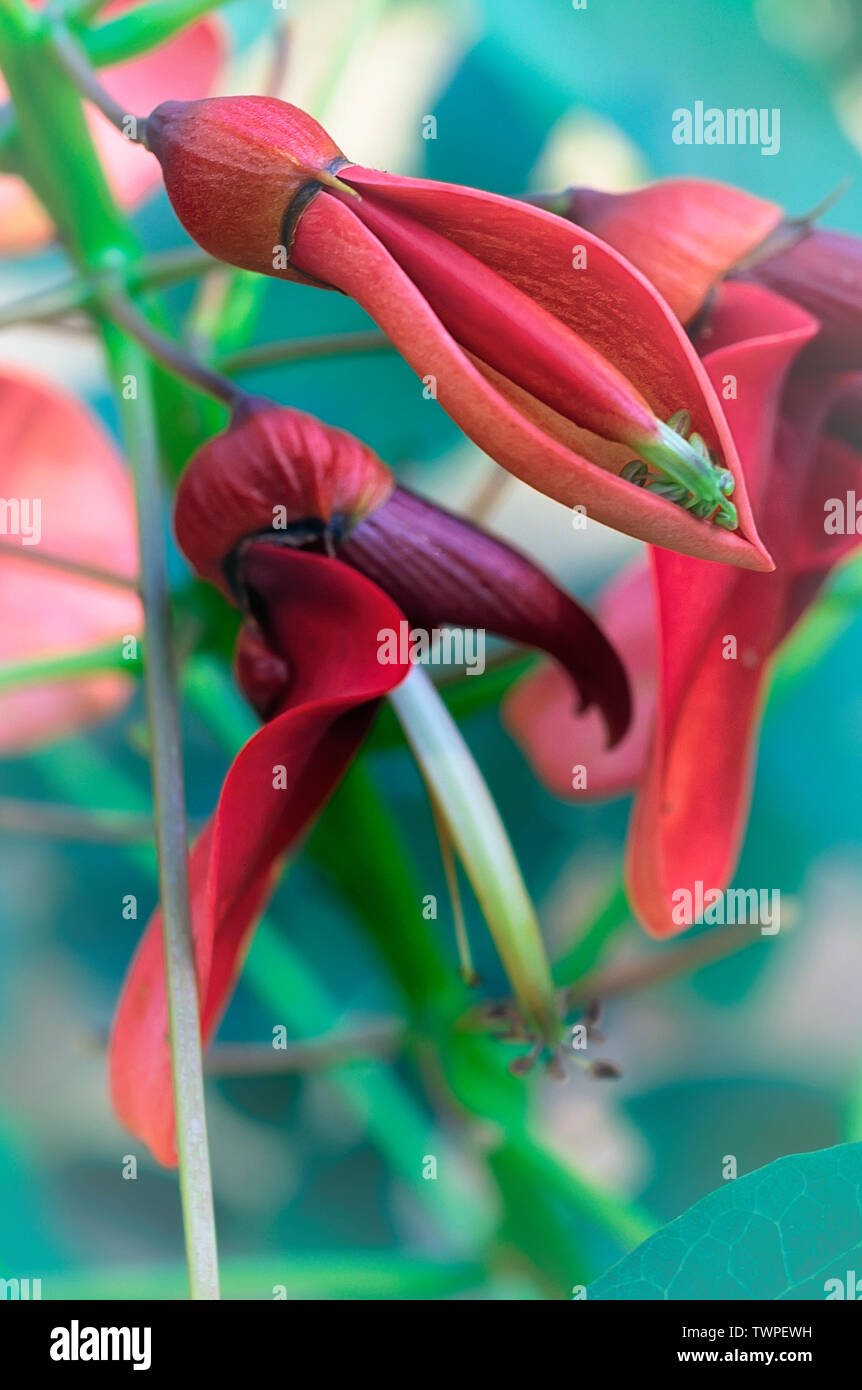 Cockspur coral tree (Erythrina crista-galli). garden tree with red ...