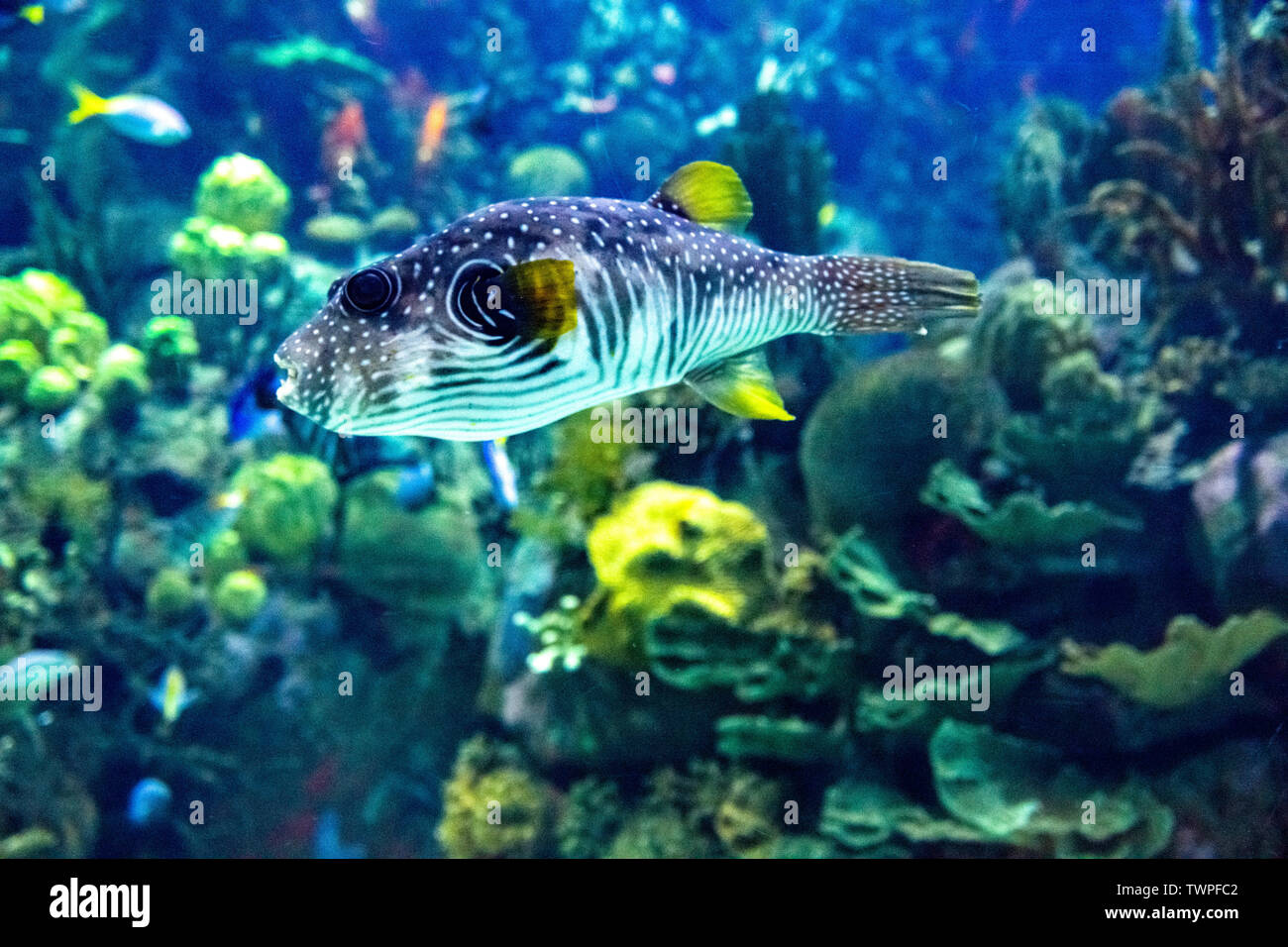 Puffer lake hi-res stock photography and images - Alamy