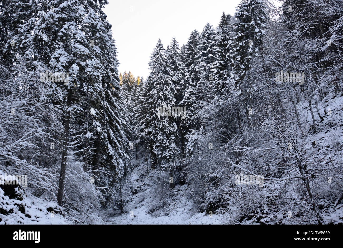 A big snowfall on the forests Stock Photo - Alamy