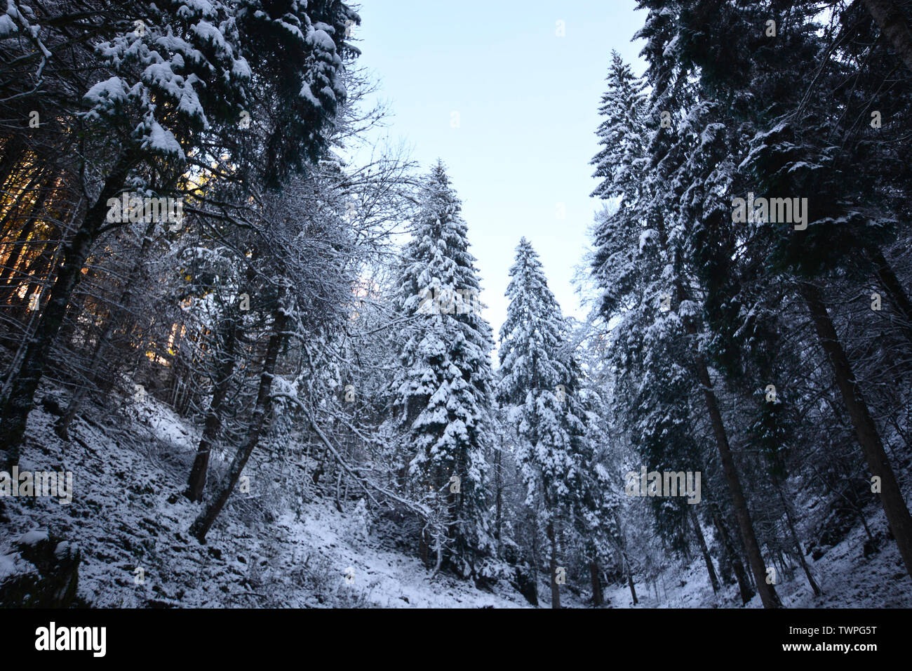 A big snowfall on the forests Stock Photo - Alamy