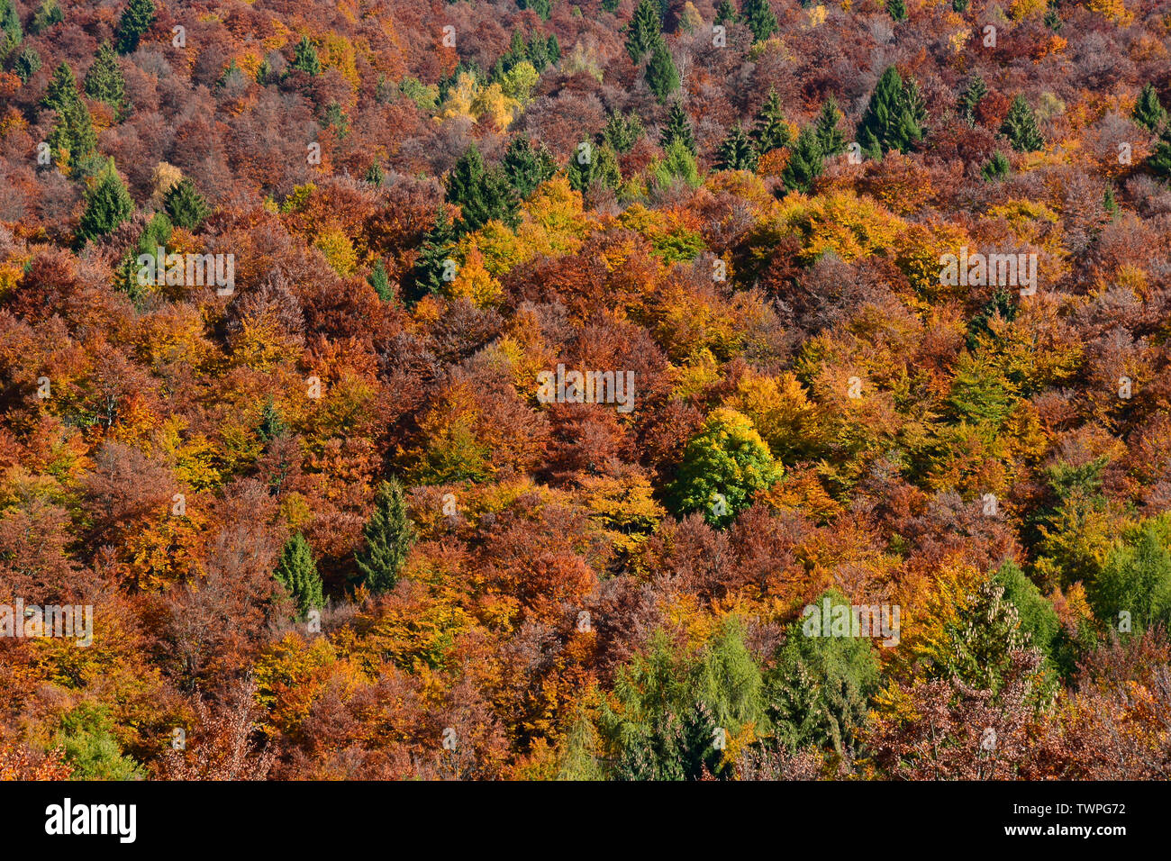 the multicolored forest Stock Photo - Alamy