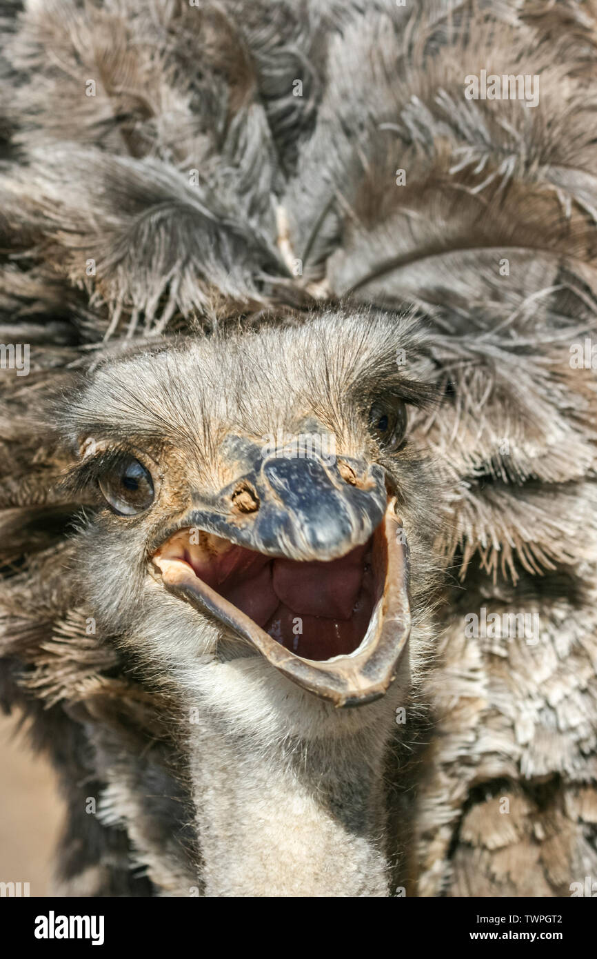 Ostrich bird flu hi-res stock photography and images - Alamy