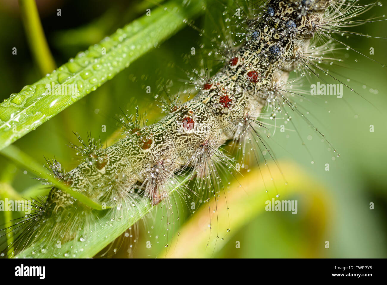 Gypsy moth larvae hi-res stock photography and images - Alamy
