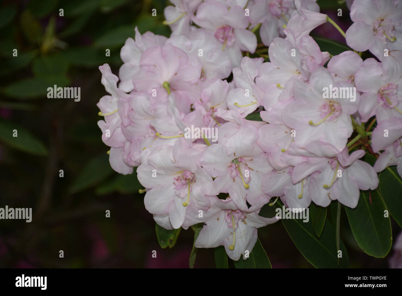 Flowering light pink and white rhododendron bush flowering Stock Photo ...