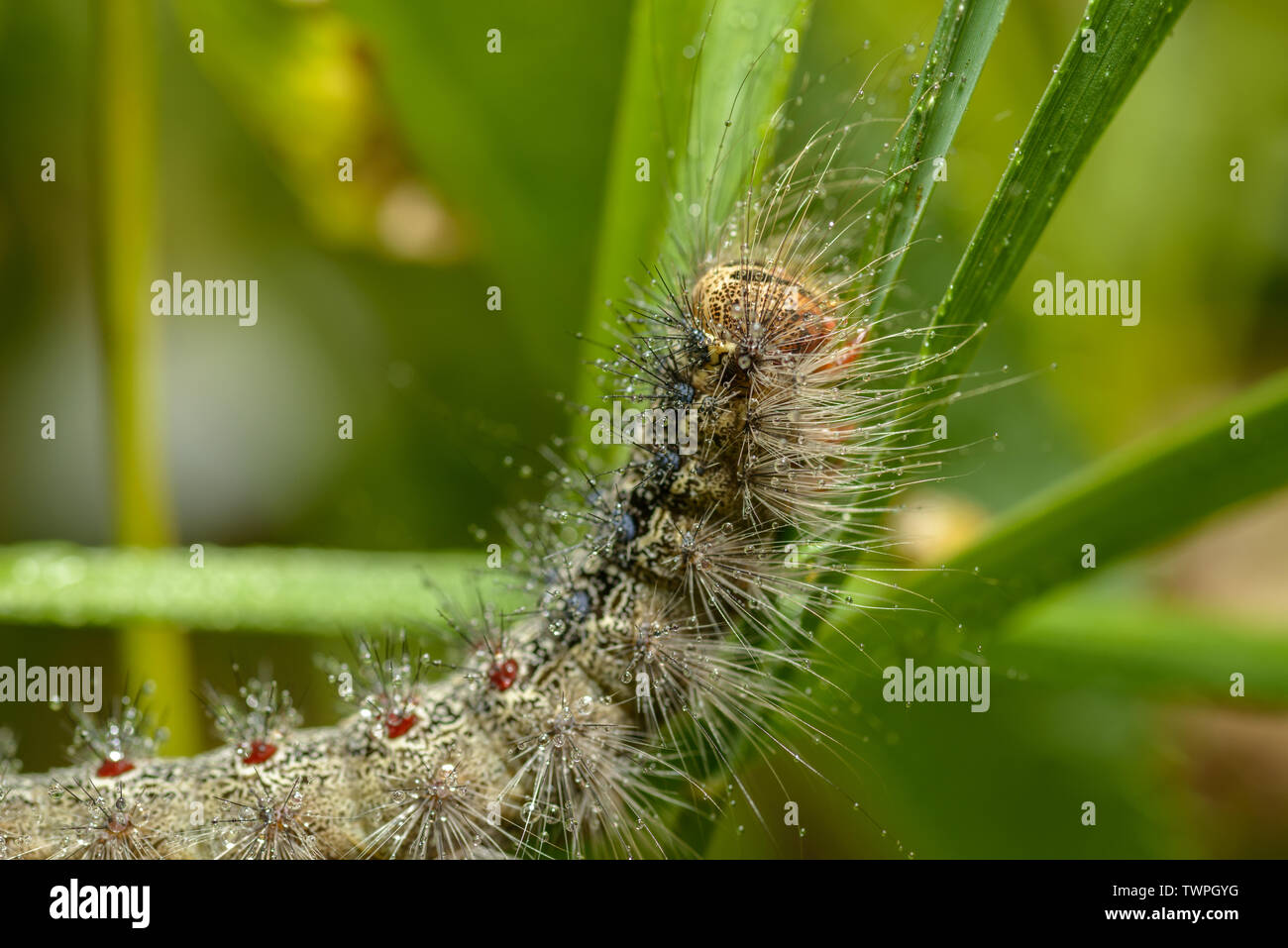 Gypsy moth larvae hi-res stock photography and images - Alamy