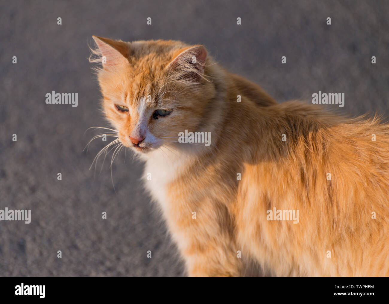 Stray red cat hi-res stock photography and images - Alamy