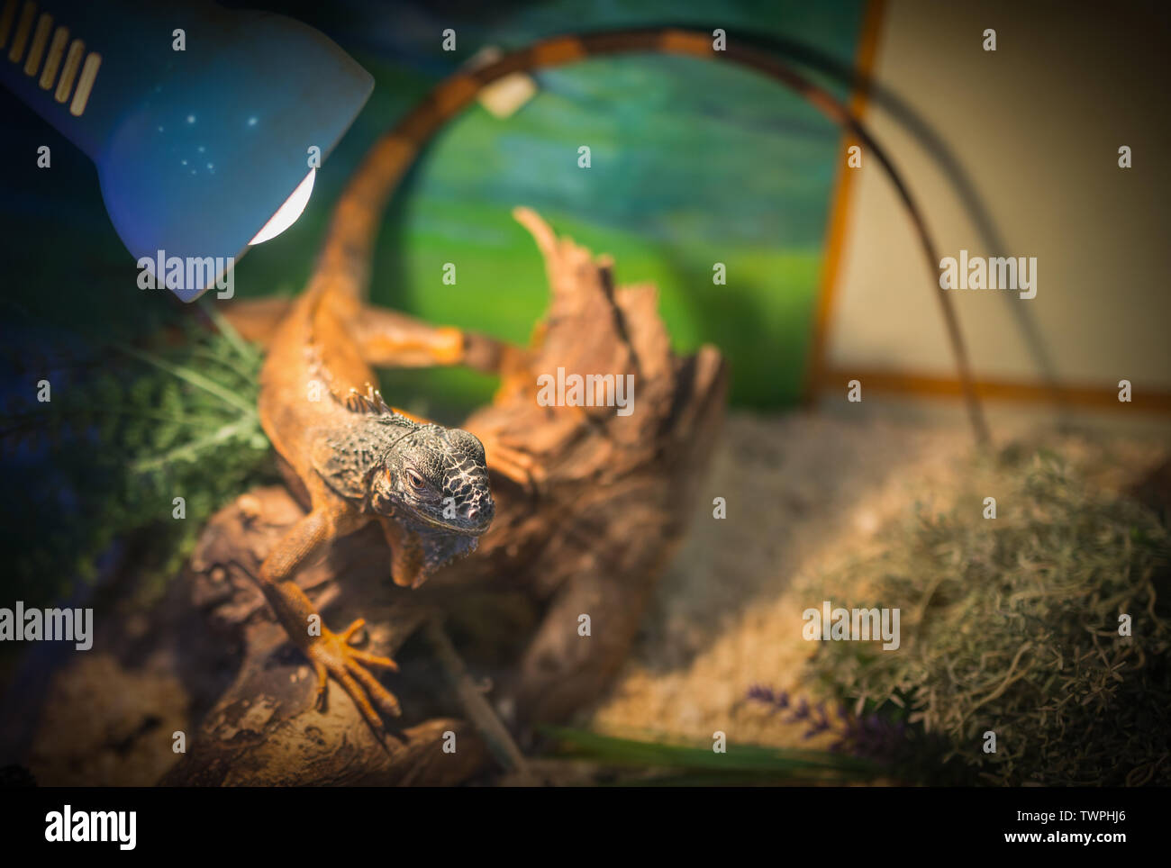 Liazard hi-res stock photography and images - Alamy