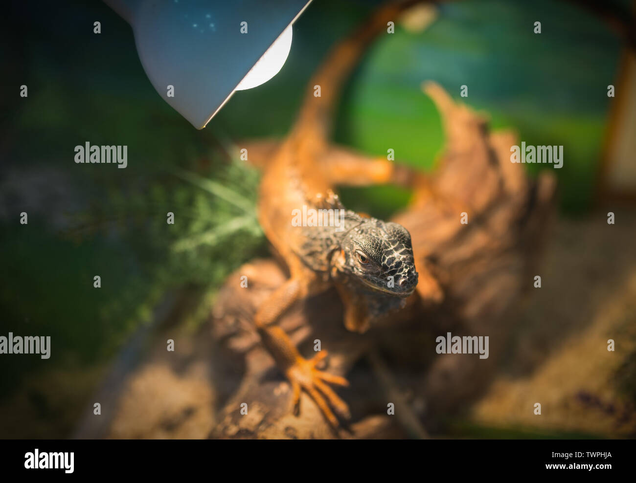 Liazard hi-res stock photography and images - Alamy