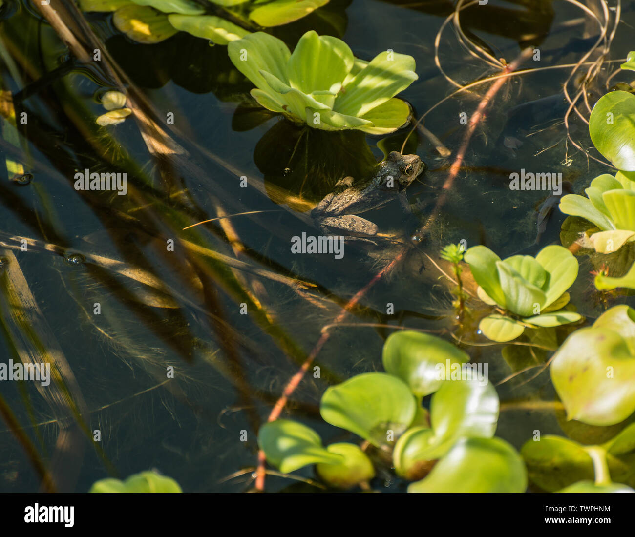 Frog in the pond Stock Photo - Alamy