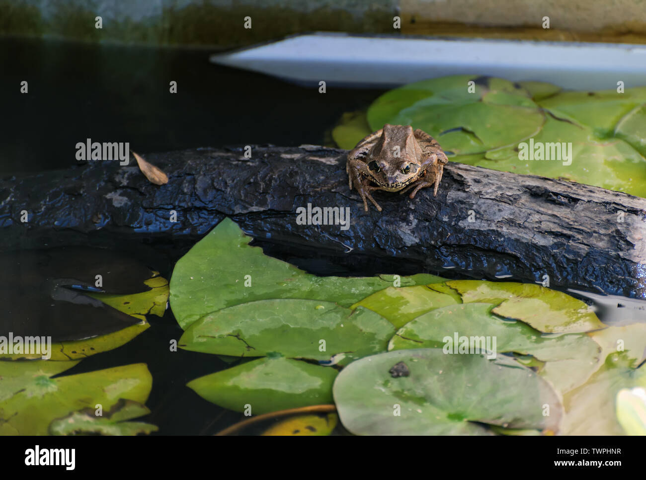Frog in the pond Stock Photo - Alamy