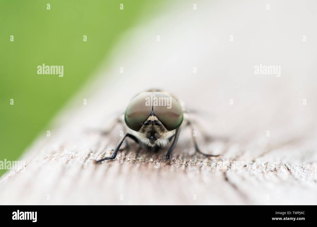 Compound eyes of a Horsefly (Tabanus sp Stock Photo - Alamy