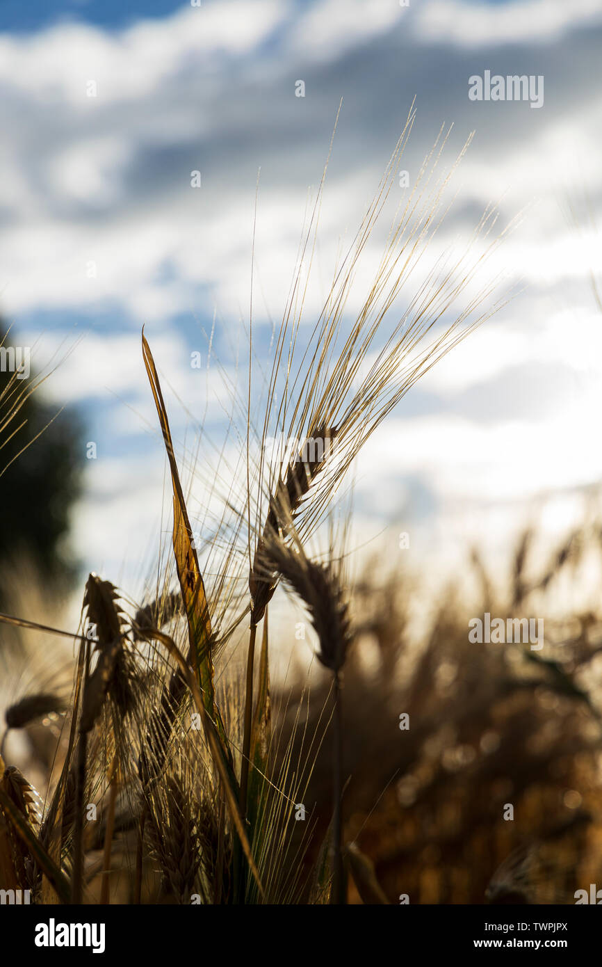 Barley, Hordeum vulgare, cebada, crop growing in Luquina Chico, Lake ...