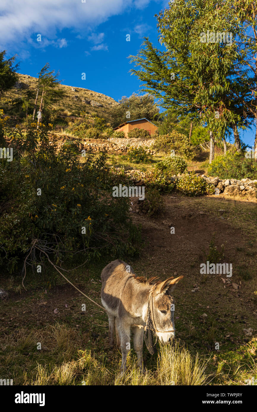 Donkeys tethered hi-res stock photography and images - Alamy