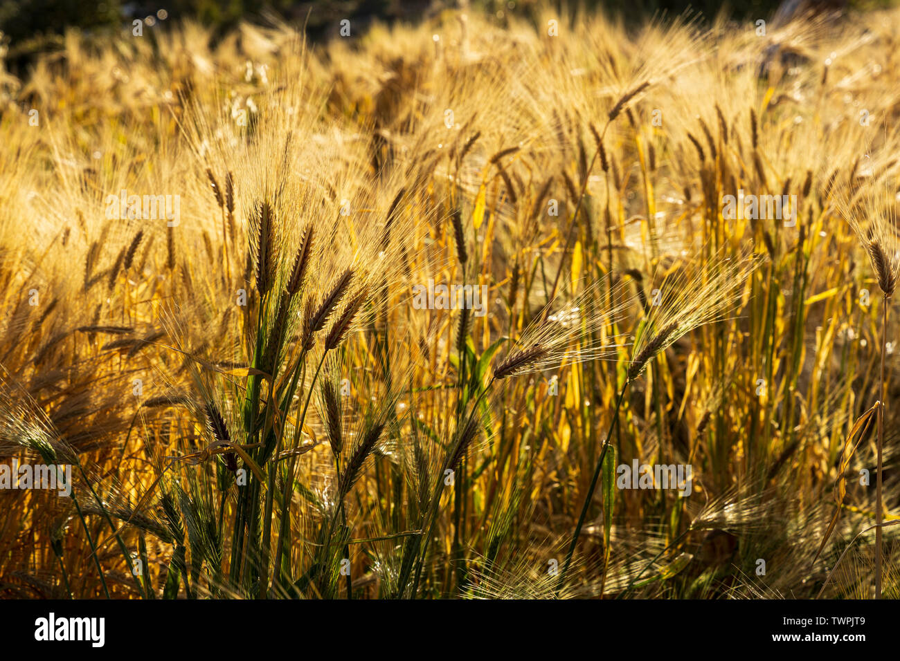 Barley, Hordeum vulgare, cebada, crop growing in Luquina Chico, Lake ...