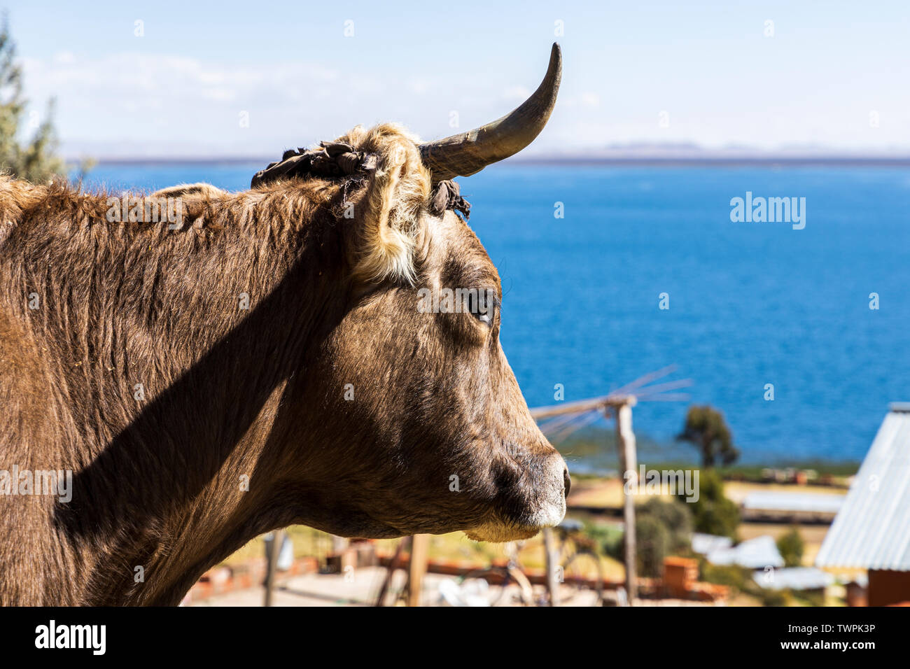 Farmers with cows latin america hi-res stock photography and images - Alamy