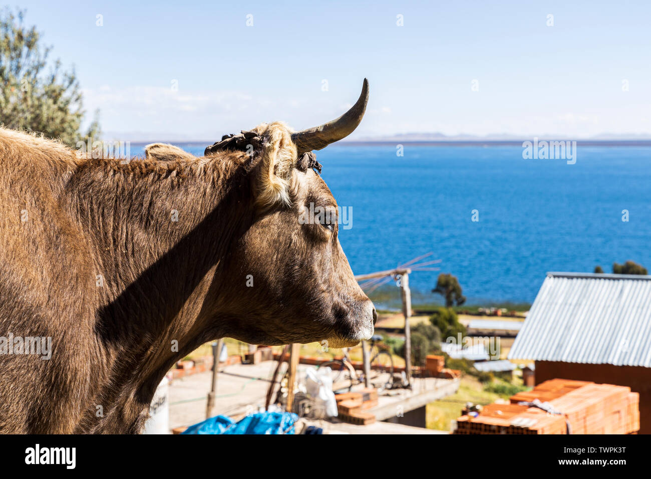 Horned cow looking to Lake Titicaca in Luquina Chico, Lake Titicaca ...