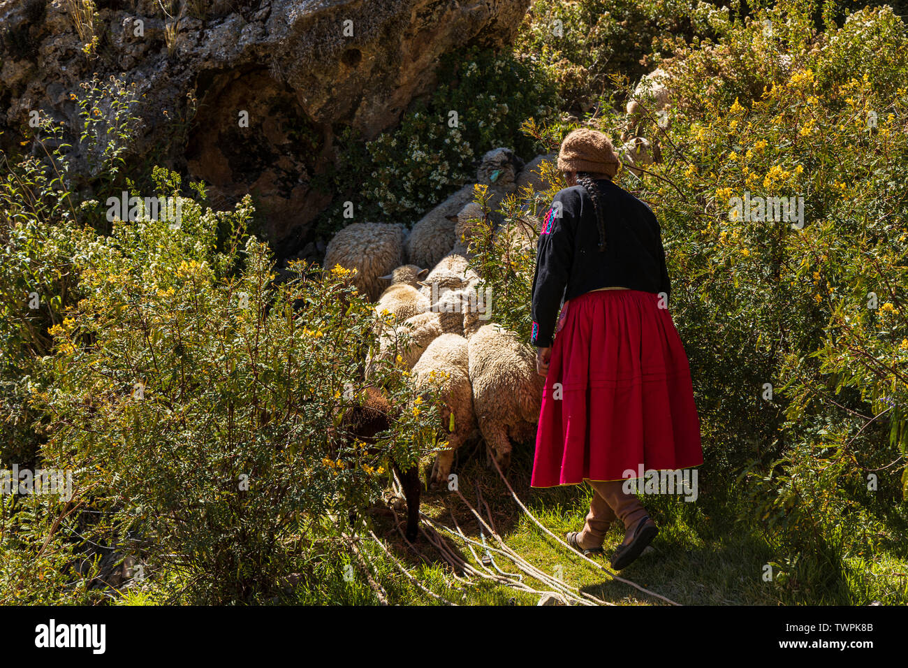 Looking after the animals on Luquina Chico, Lake Titicaca, Peru, South ...
