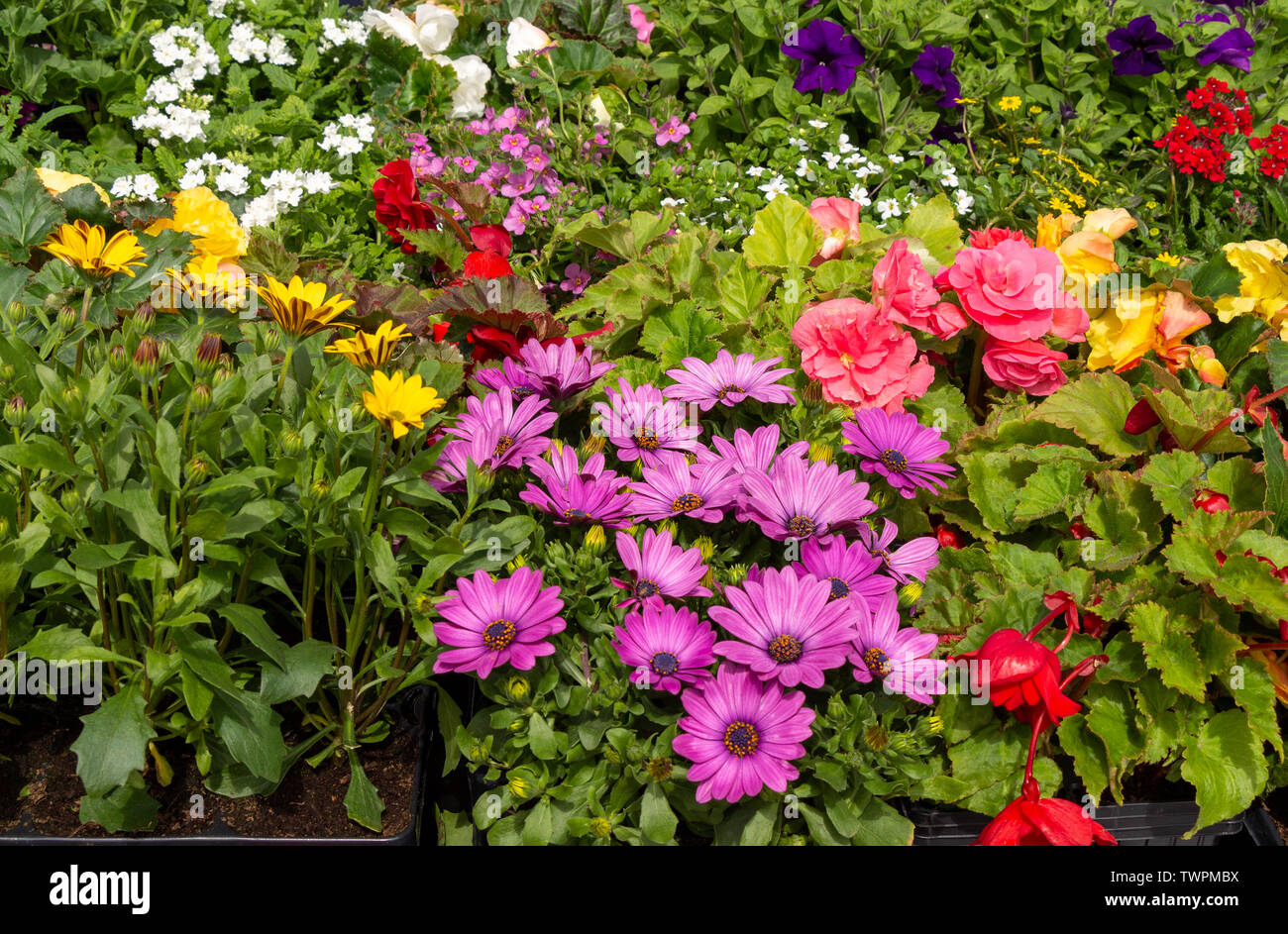 Bedding begonia hi-res stock photography and images - Alamy
