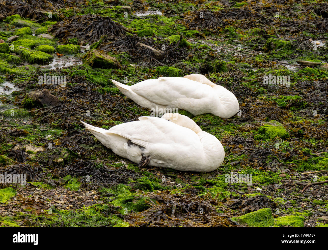 Cygnus olor mute swans sleeping on weed at low tide Stock Photo - Alamy
