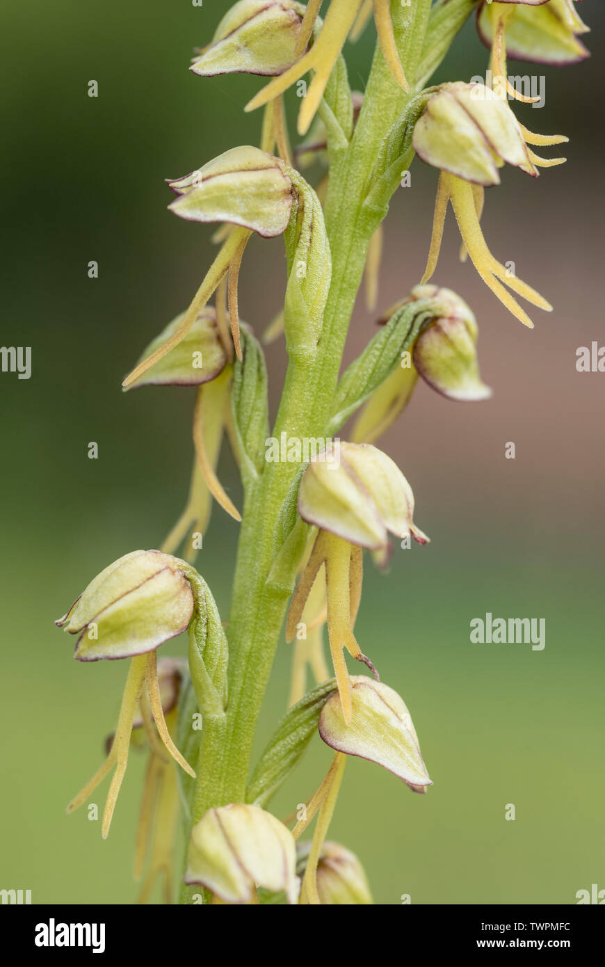 Flowers of Man Orchid (Orchis anthropophora Stock Photo - Alamy