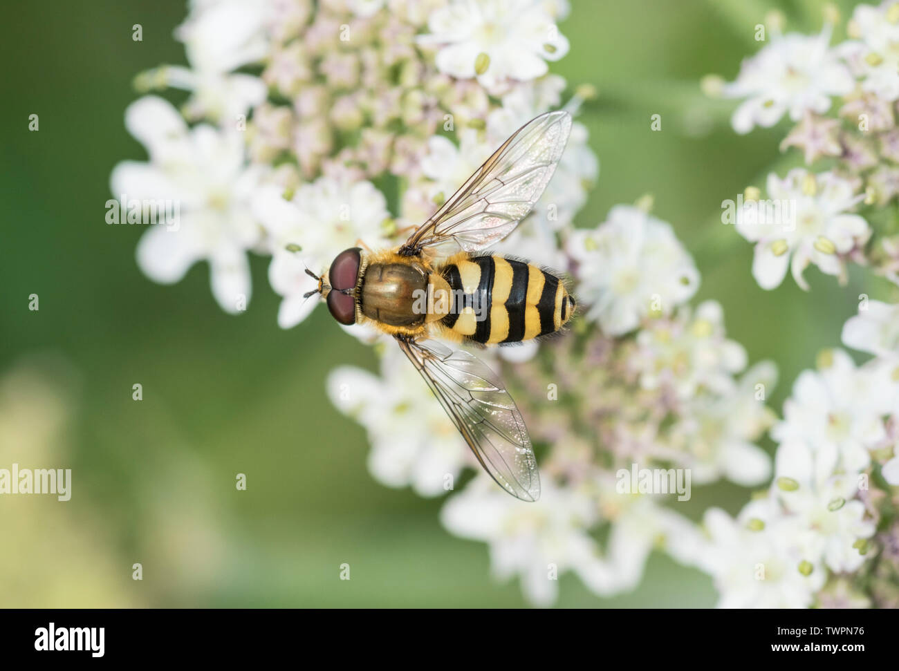 Male hoverfly eyes hi-res stock photography and images - Alamy