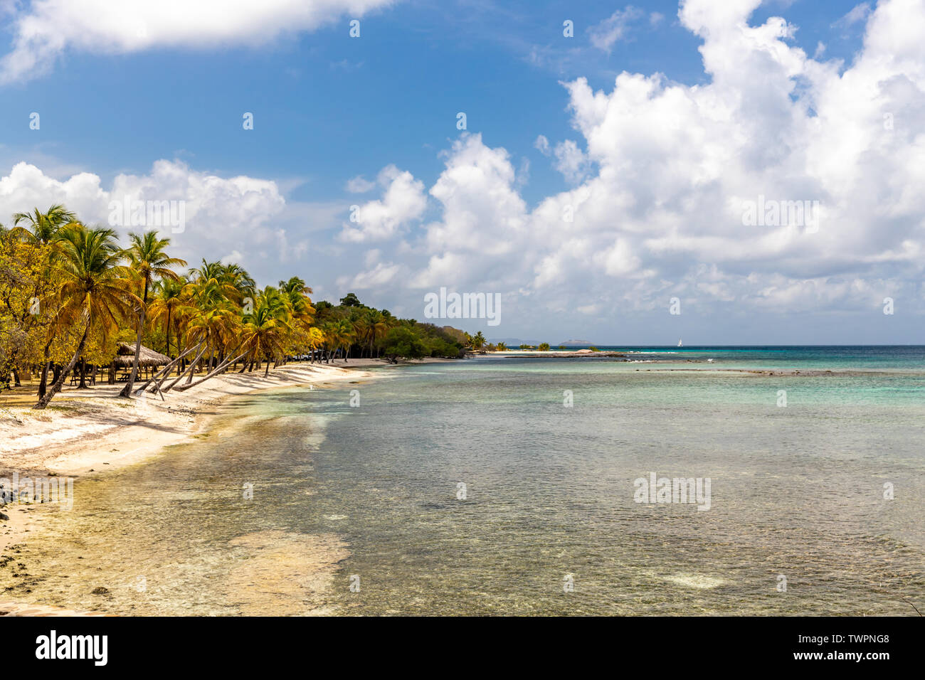 Saint Vincent and the Grenadines, Britannia bay beach, coconut palms ...