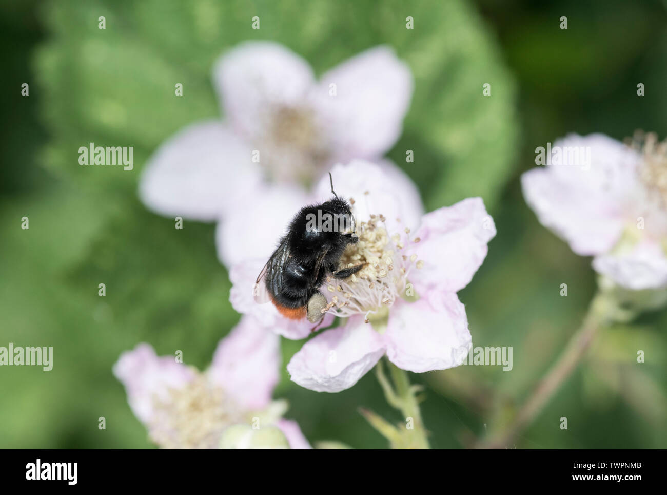 Bombus sp hi-res stock photography and images - Alamy