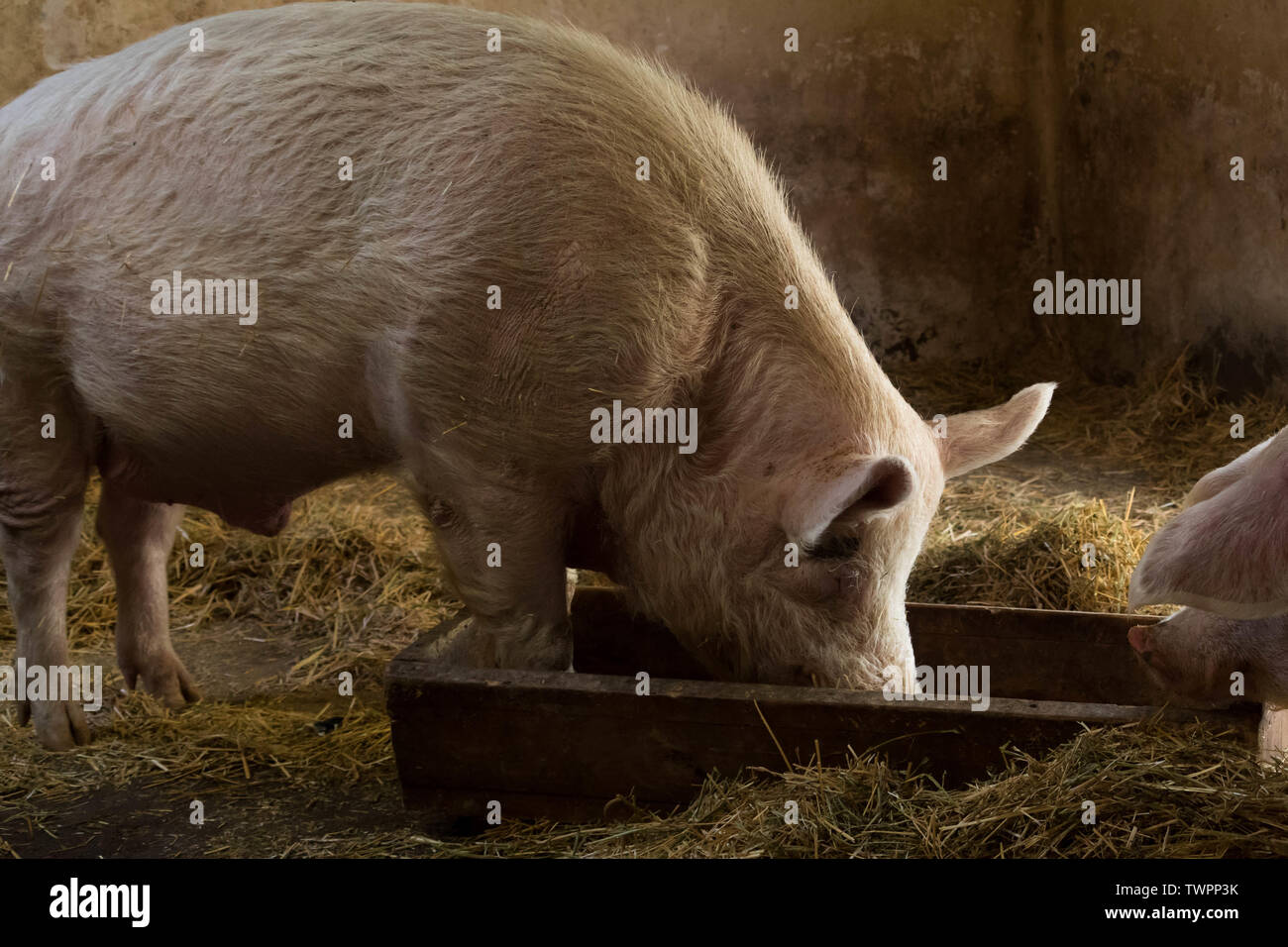 Boar domestic hi-res stock photography and images - Alamy