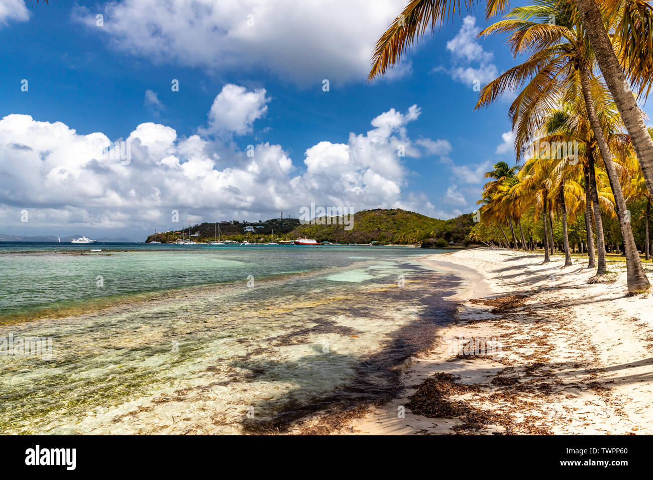 Saint Vincent and the Grenadines, Britannia bay beach, coconut palms ...