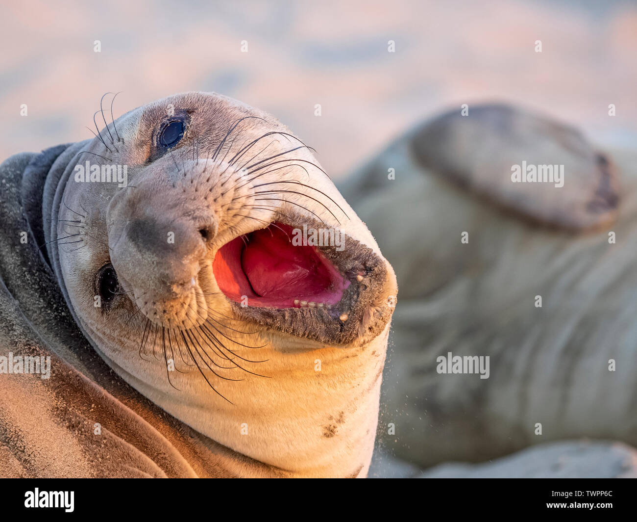 Elephant seal pup Stock Photo - Alamy