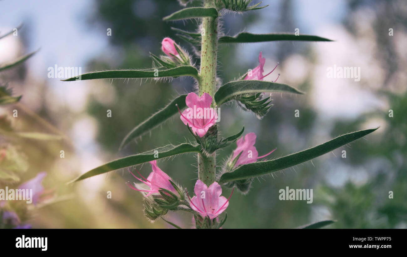 Purple Bugloss. Echium plantagineum. Viper's bugloss. Honey plant ...
