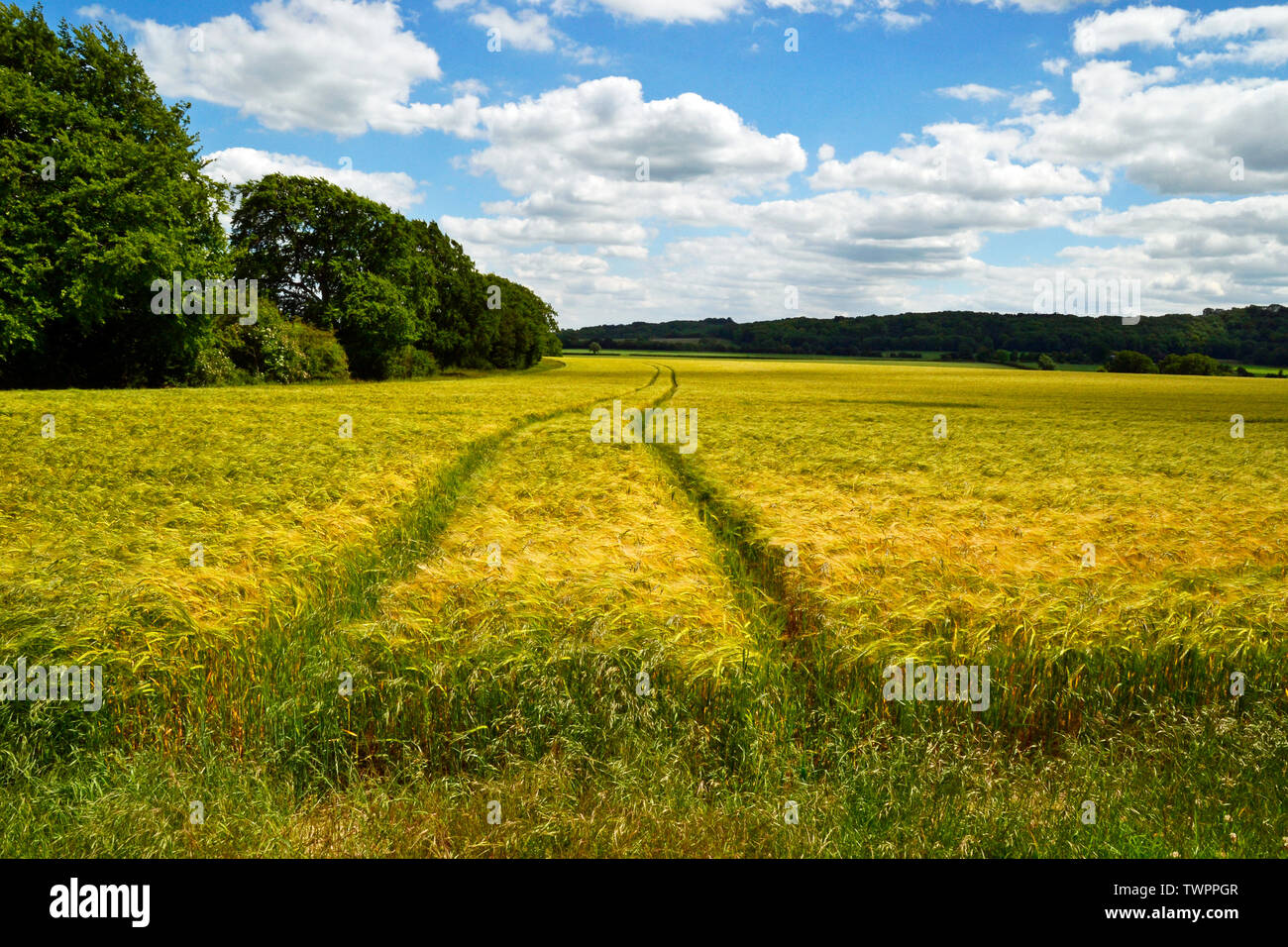 Golden wheat field tyre hi-res stock photography and images - Alamy