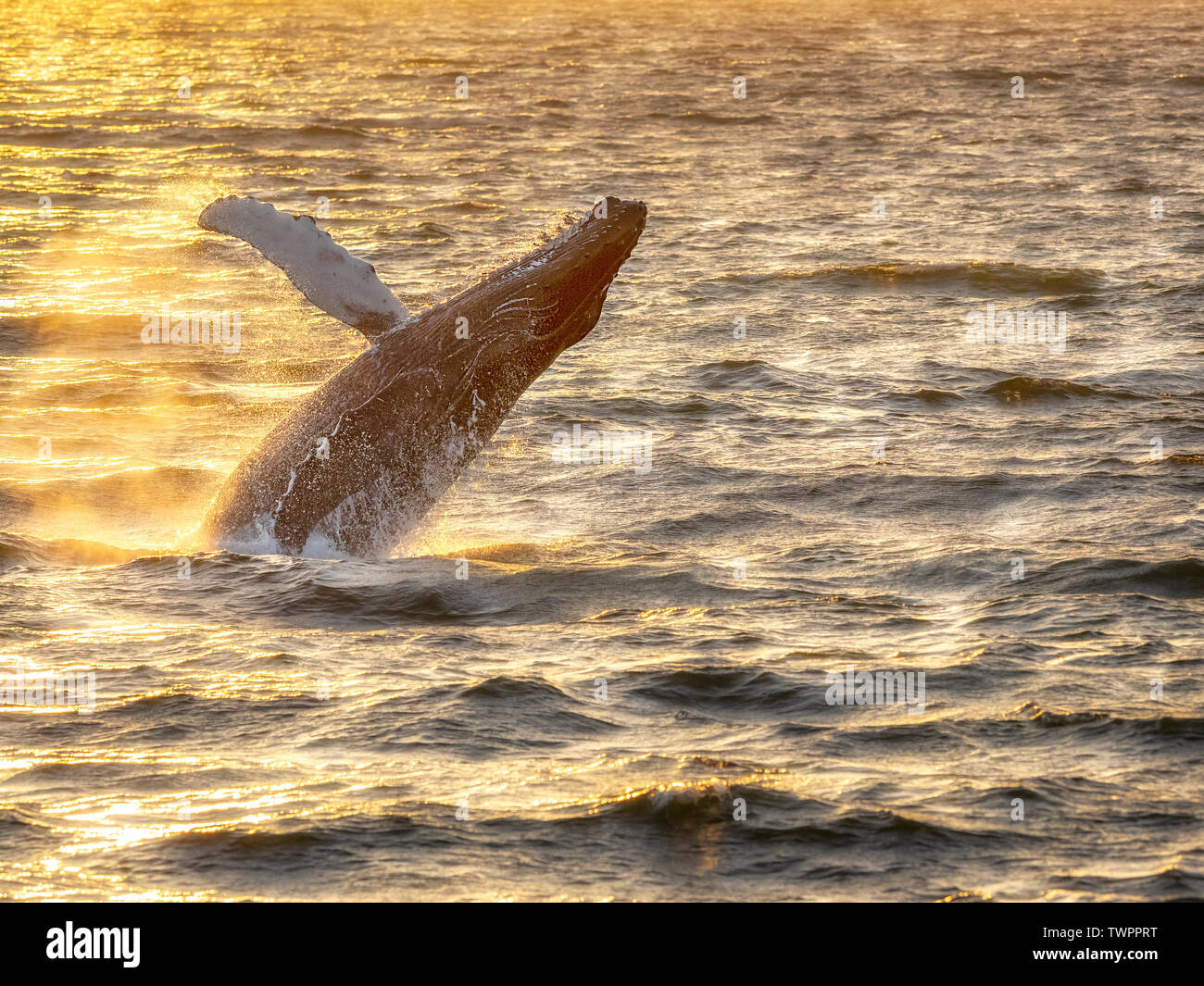 Breach whale hi-res stock photography and images - Alamy