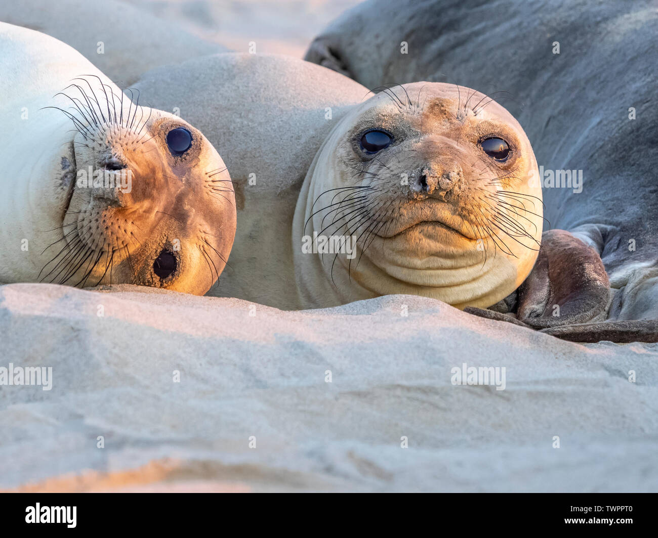 Friends of the elephant seal hi-res stock photography and images - Alamy