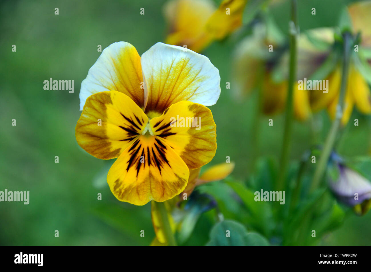 Viola deltini honey bee hi-res stock photography and images - Alamy