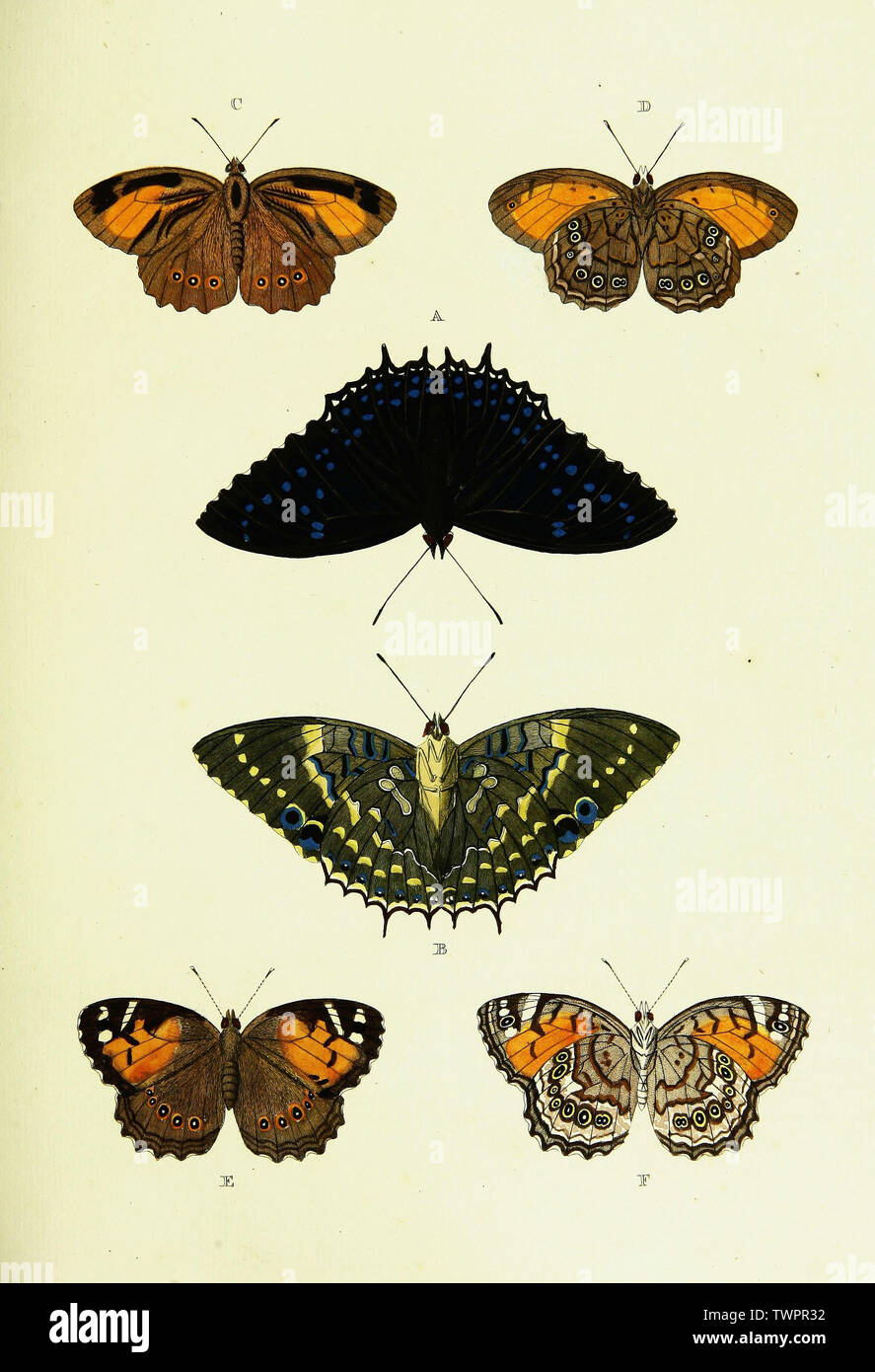 Beautiful vintage hand drawn illustrations of exotic butterfly from old ...